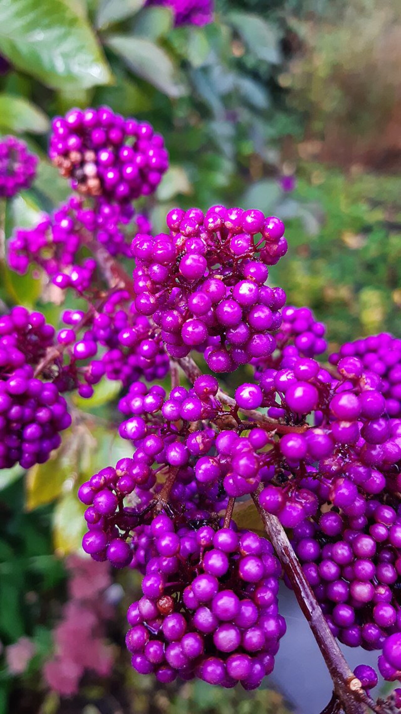 CALLICARPA AMERICANA Seeds *FREE Shipping!* Purple American Beautyberry ...