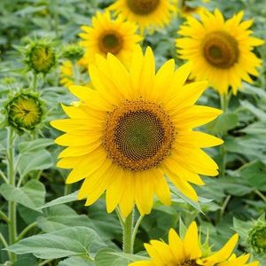 SUNRICH GOLD SUNFLOWER Seeds *free Shipping!* Fresh & Organic ...
