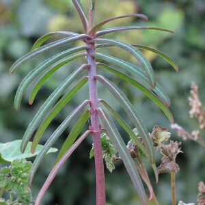 EUPHORBIA LATHYRIS Seeds *FREE Shipping!* Gopher Spurge, Caper Spurge ...