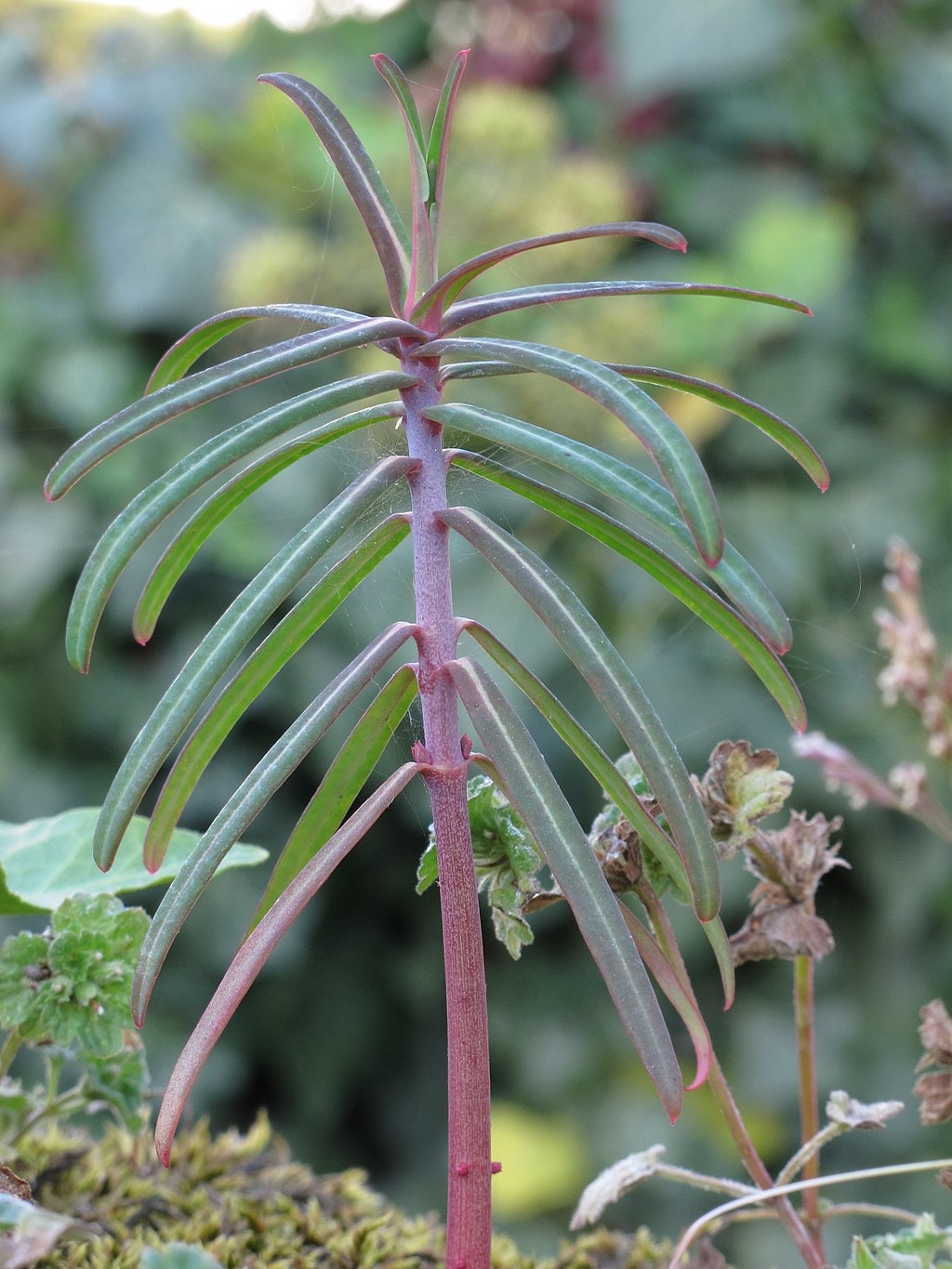 Gopher Spurge Euphorbia Lathyris Packet Of 10 Seeds About Caper Spurge