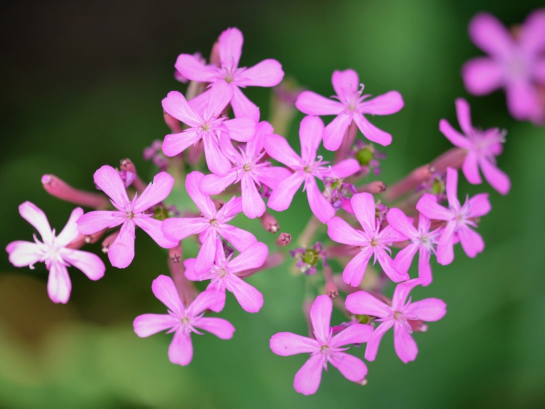 NONE SO PRETTY Seeds *free Shipping!* Fresh & Organic Silene Armeria ...