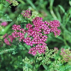 RED YARROW Seeds FREE Shipping Fresh & Organic Achillea Millefolium ...