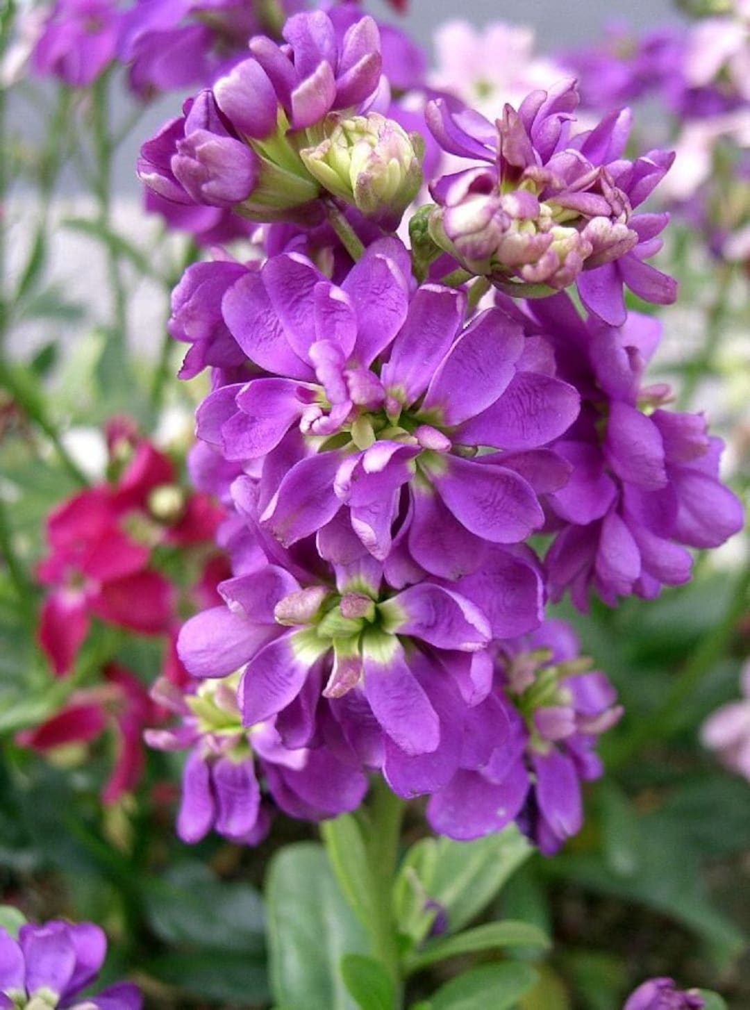 PURPLE STOCK Seeds *FREE Shipping!* Fresh & Organic Matthiola Incana ...