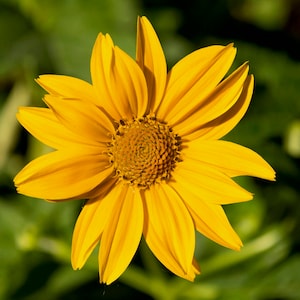 FALSE SUNFLOWER Seeds *FREE Shipping!* Fresh & Organic Heliopsis Scabra ...