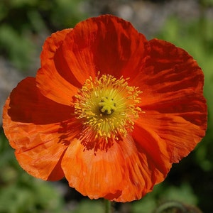 RED ICELAND POPPY Seeds *free Shipping!* Fresh & Organic Papaver ...