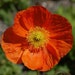 RED ICELAND POPPY Seeds *free Shipping!* Fresh & Organic Papaver ...