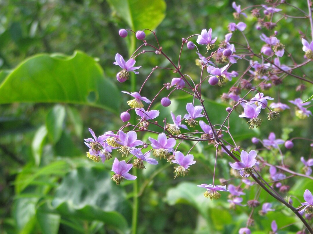 MEADOW RUE Seeds *free Shipping!* Fresh & Organic Thalictrum ...