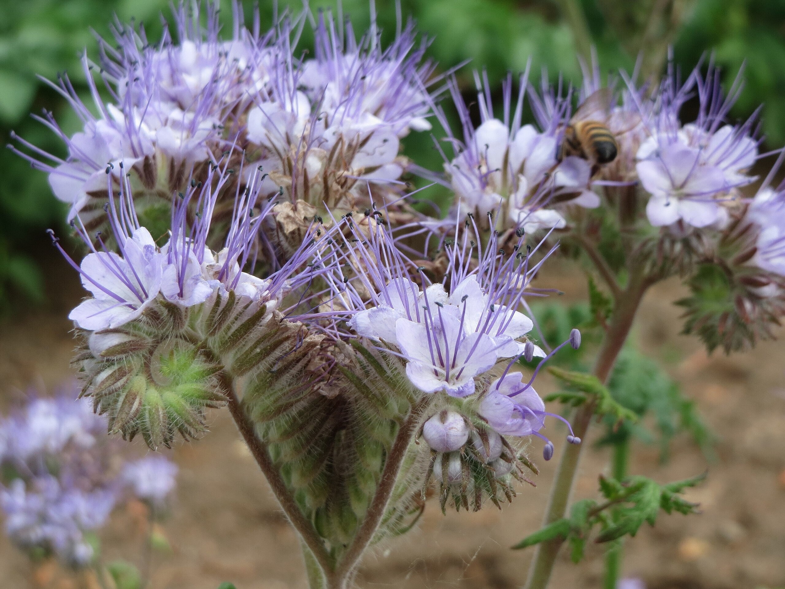 LACY PHACELIA Seeds *free Shipping!* Fresh & Organic Phacelia ...