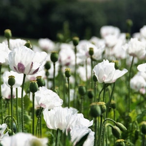 TASMANIAN WHITE POPPY Seeds *free Shipping!* Fresh & Organic Papaver ...