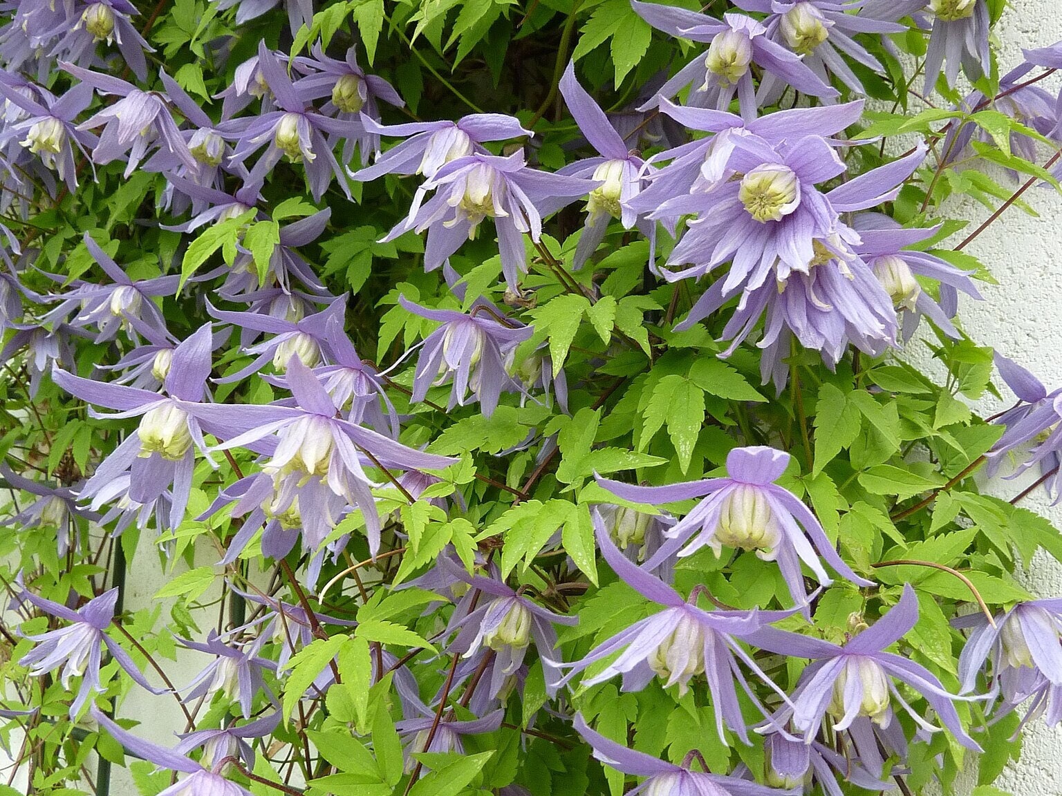 DOWNY CLEMATIS Seeds *free Shipping!* Fresh & Organic Clematis ...