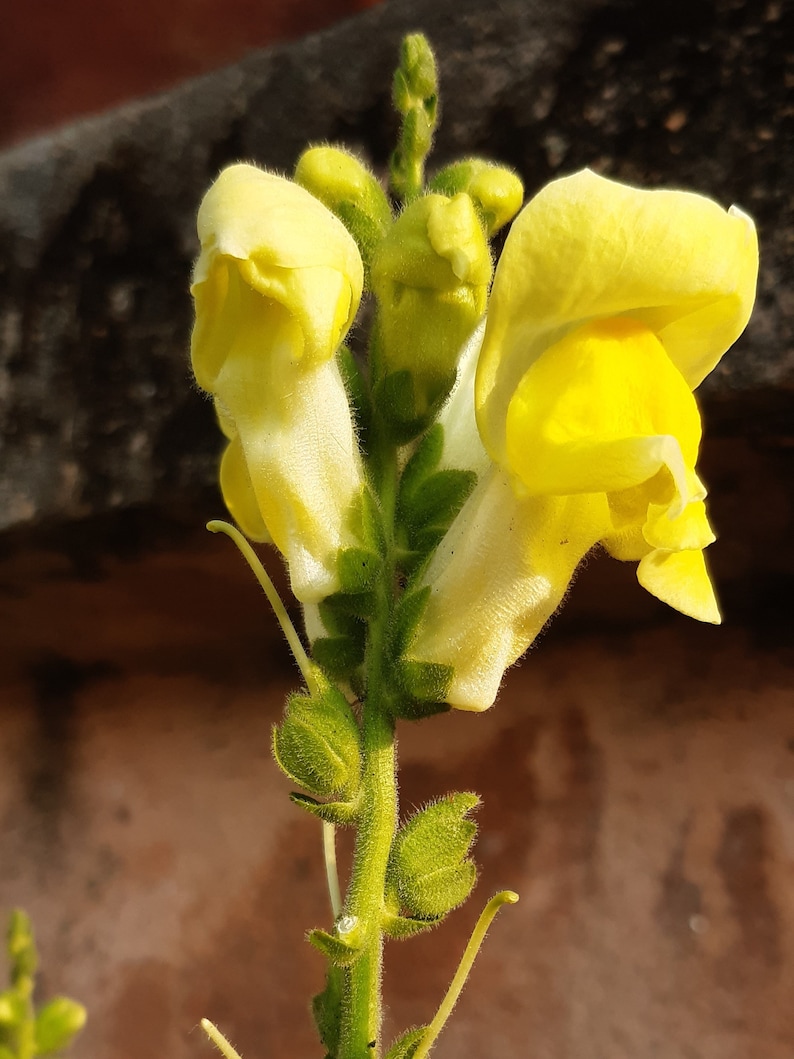 YELLOW SNAPDRAGON Seeds *free Shipping!* Fresh & Organic Antirrhinum ...