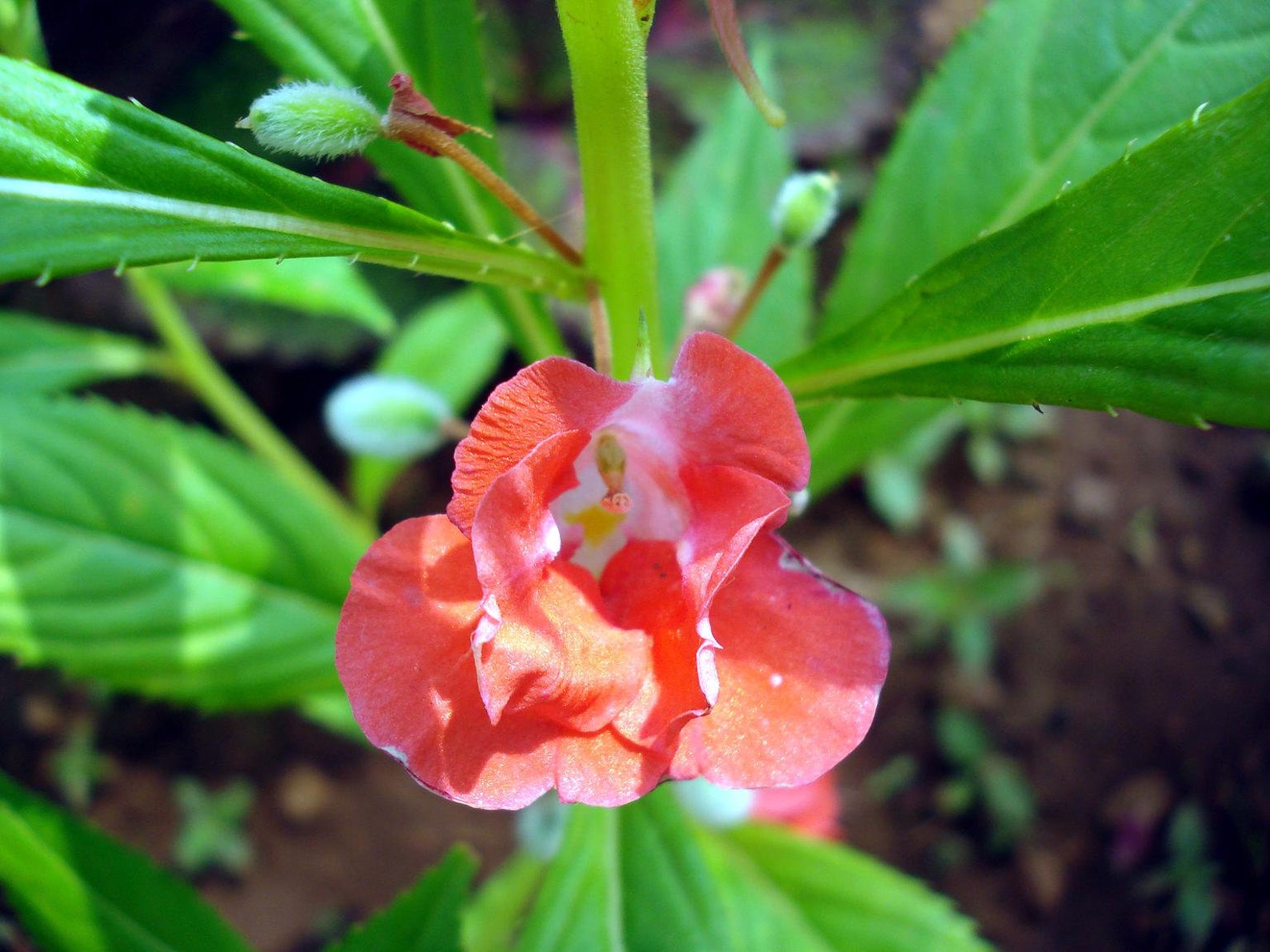 RED BALSAM Seeds *free Shipping!* Fresh & Organic Impatiens Balsamina ...