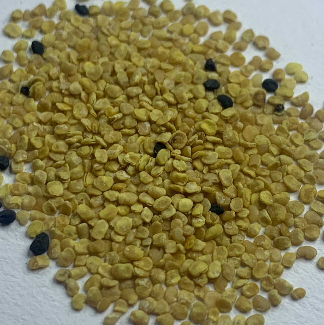 GOJI BERRY Seeds *free Shipping!* Fresh, Organic, & Non-gmo Lycium ...