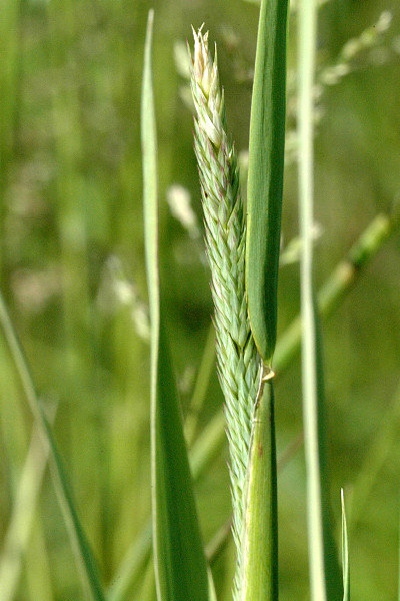 Reed Canary Grass Seeds FREE Shipping Phalaris Arundinacea | Etsy