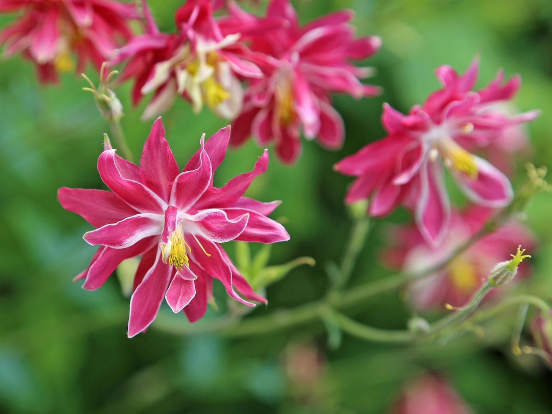 RED BARLOW COLUMBINE Seeds *free Shipping!* Aquilegia Vulgaris Seeds ...