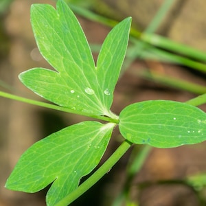 PURPLE BARLOW COLUMBINE Seeds *free Shipping!* Aquilegia Vulgaris Seeds ...