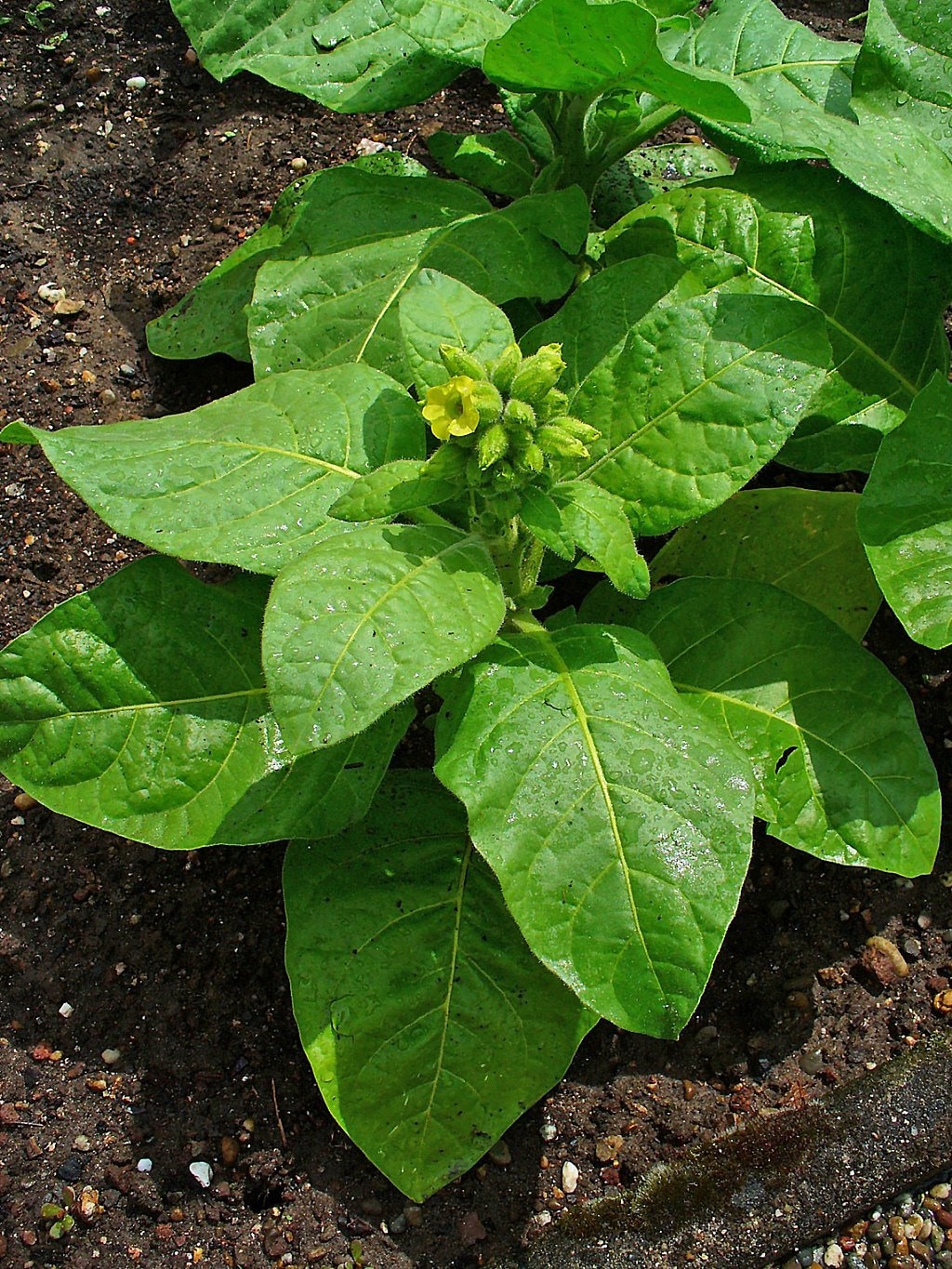 NICOTIANA RUSTICA Seeds *FREE Shipping!* Aztec Tobacco, Sacred Tobacco ...
