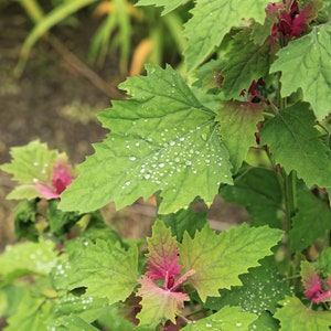TREE SPINACH Seeds *FREE Shipping!* Fresh & Organic Chenopodium ...
