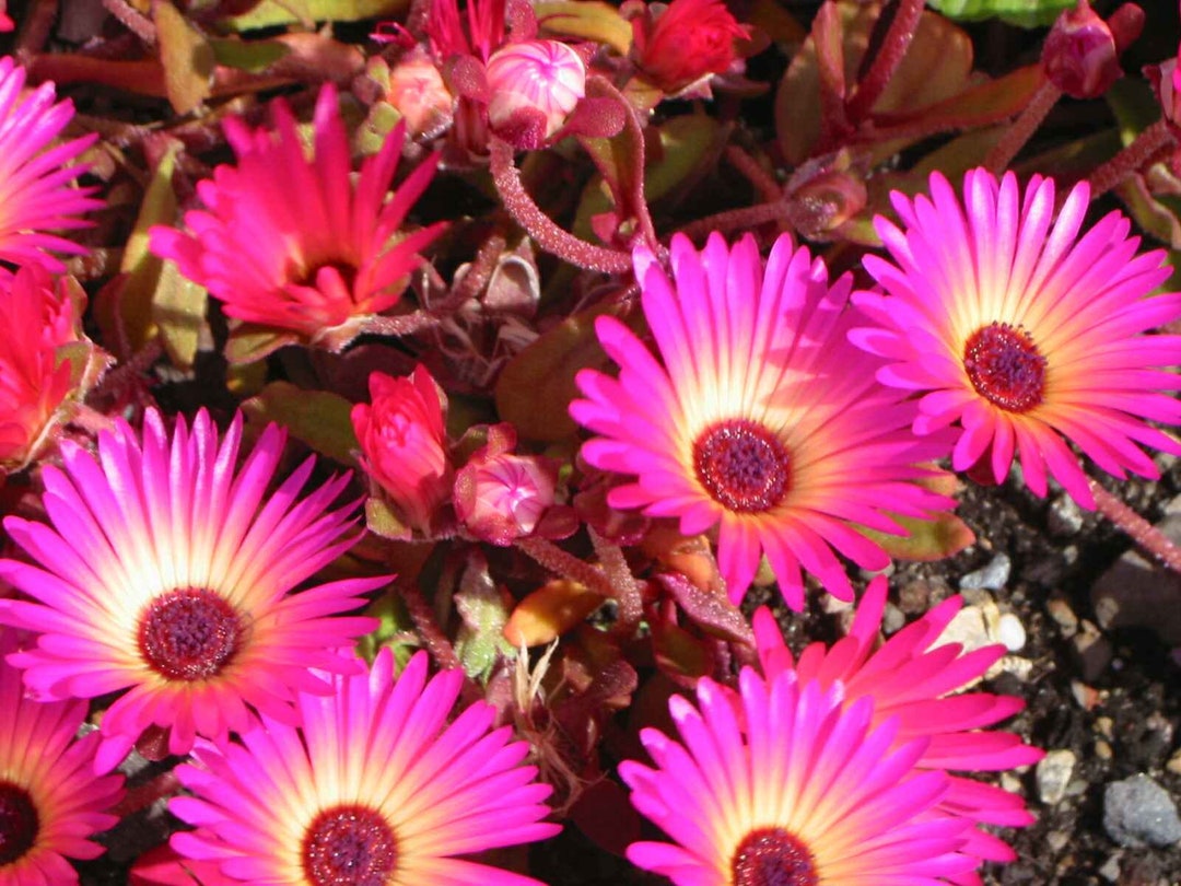 ICE PLANT Seeds *FREE Shipping!* Fresh & Organic Ice Plant Seeds | Pink ...