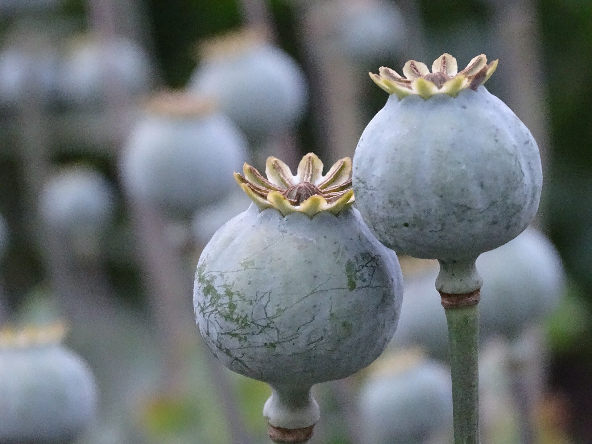 COTTON CANDY POPPY Seeds *free Shipping!* Fresh & Organic Papaver ...