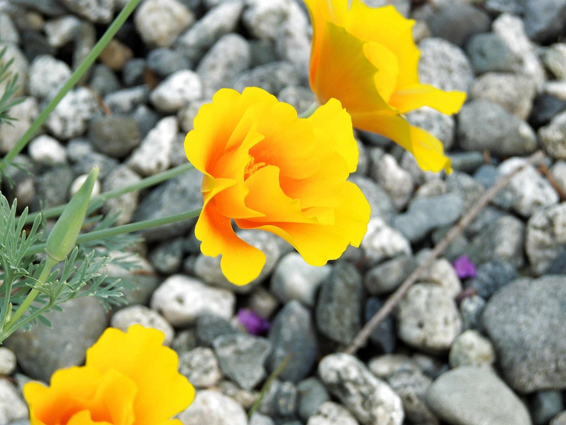 Yellow California Poppy Seeds *FREE Shipping!* Fresh & Organic ...