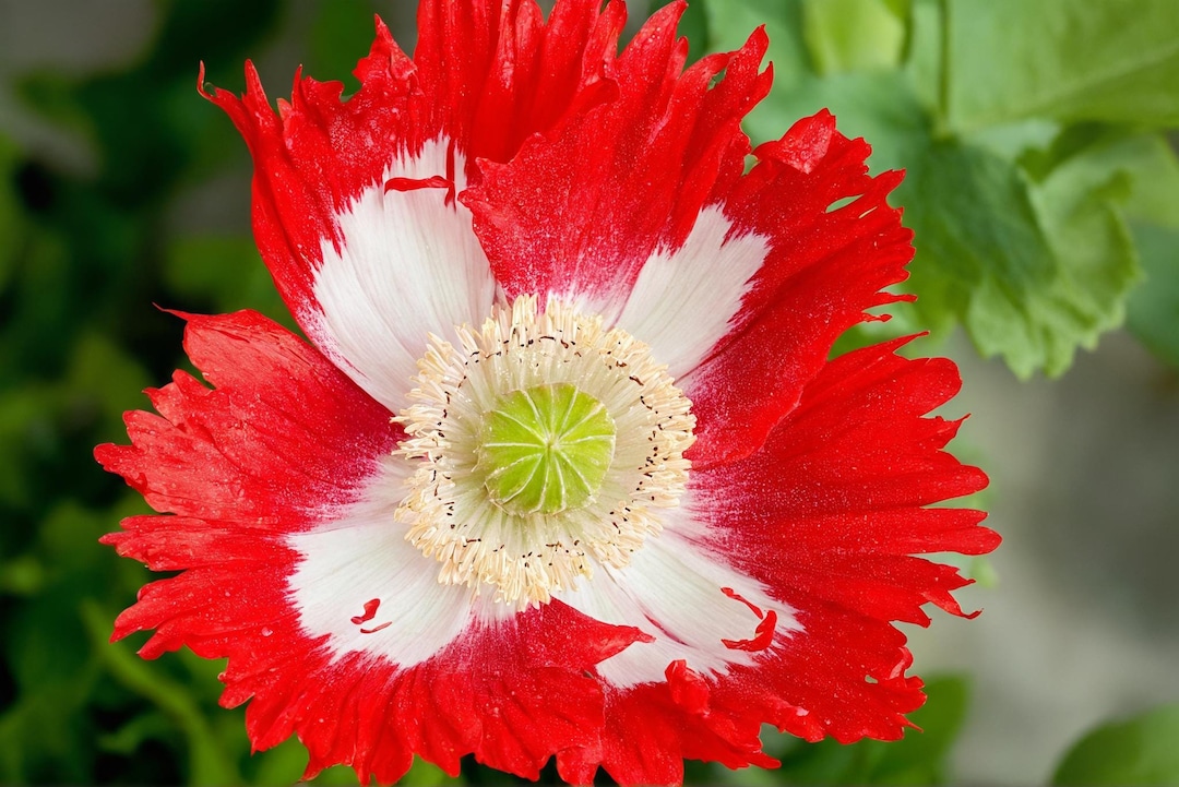 DANEBROG POPPY Seeds *FREE Shipping!* Red Frilly Papaver Somniferum ...