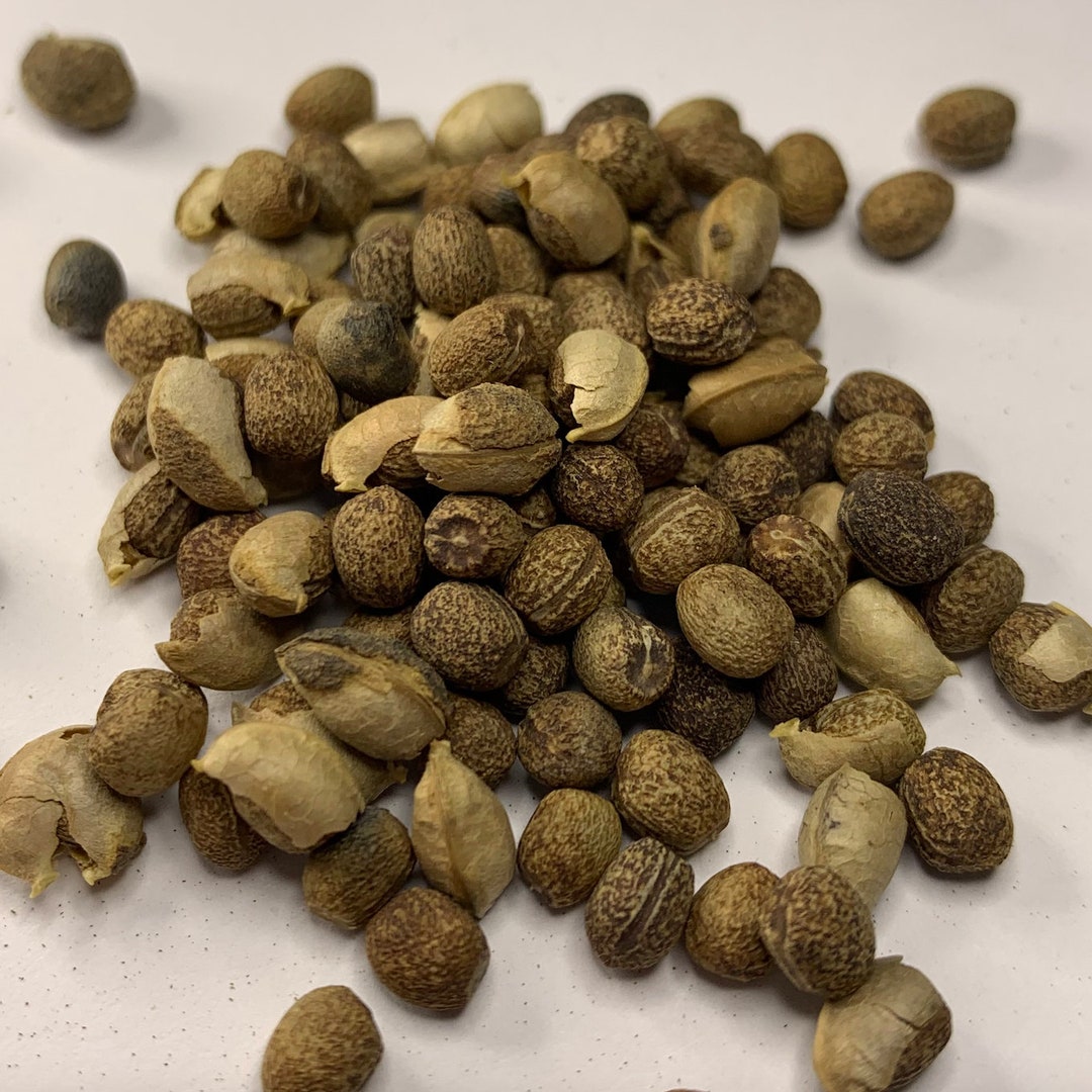 EUPHORBIA LATHYRIS Seeds *FREE Shipping!* Gopher Spurge, Caper Spurge ...