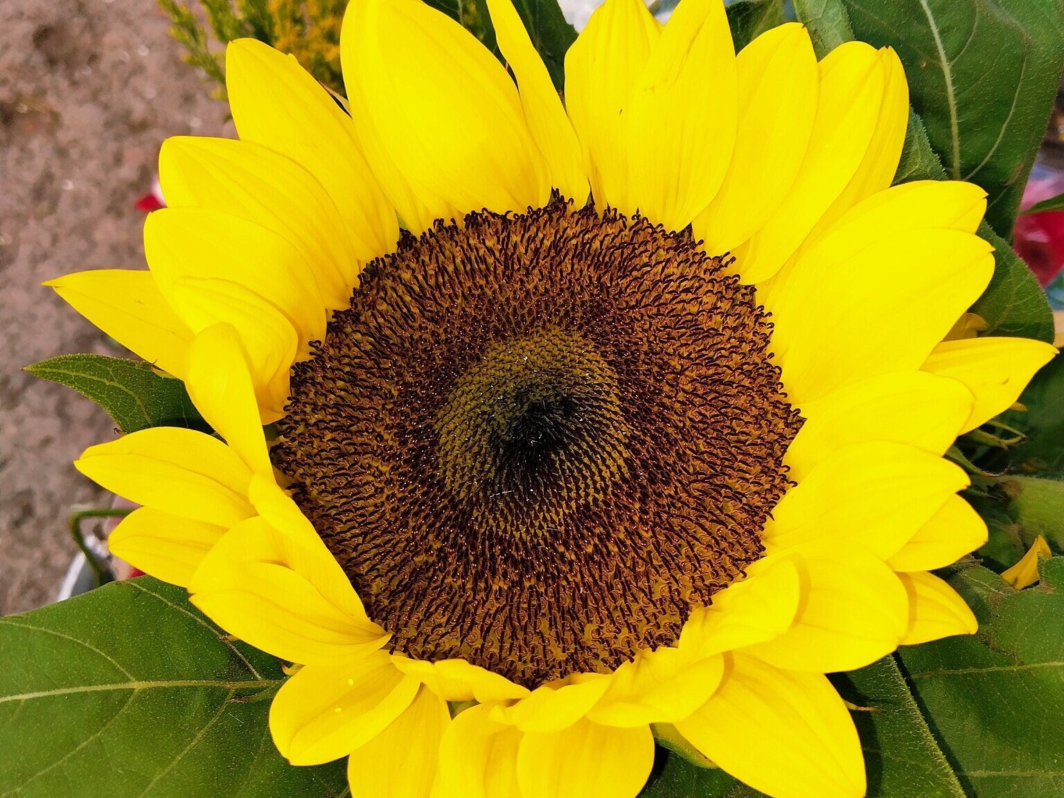 DWARF SUNSPOT SUNFLOWER Seeds *free Shipping!* Fresh & Organic Dwarf ...