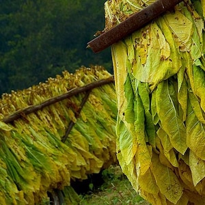 GOLDEN BURLEY Tobacco Seeds *FREE Shipping* Fresh & Organic Nicotiana ...