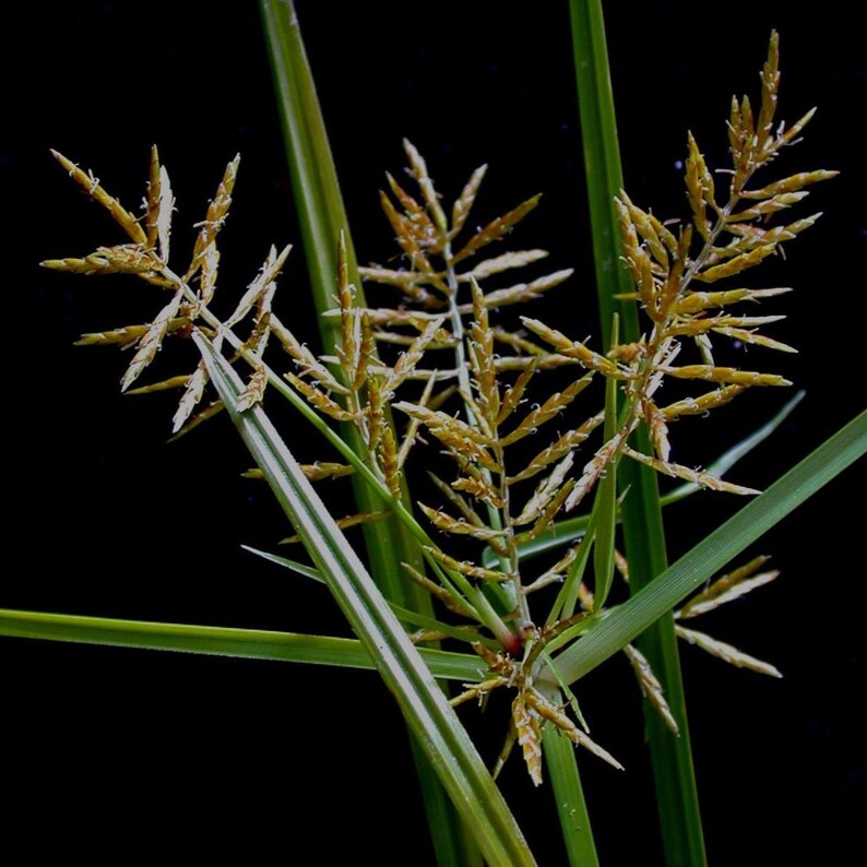 TIGER NUT Seeds *FREE Shipping!* Fresh & Organic Cyperus Esculentus ...