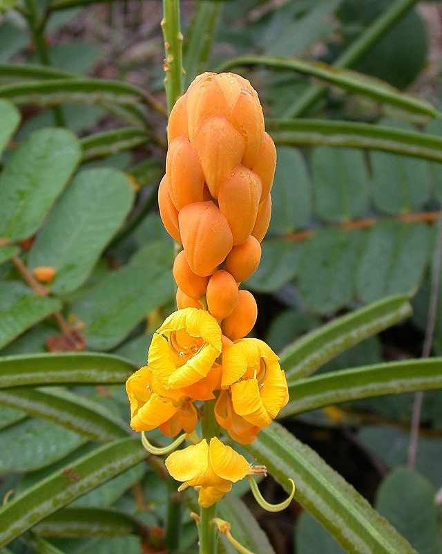 CASSIA ALATA Seeds FREE Shipping Senna Alata Emperor's - Etsy