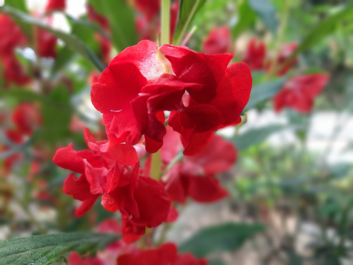 RED BALSAM Seeds *free Shipping!* Fresh & Organic Impatiens Balsamina ...