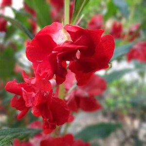 RED BALSAM Seeds *free Shipping!* Fresh & Organic Impatiens Balsamina ...