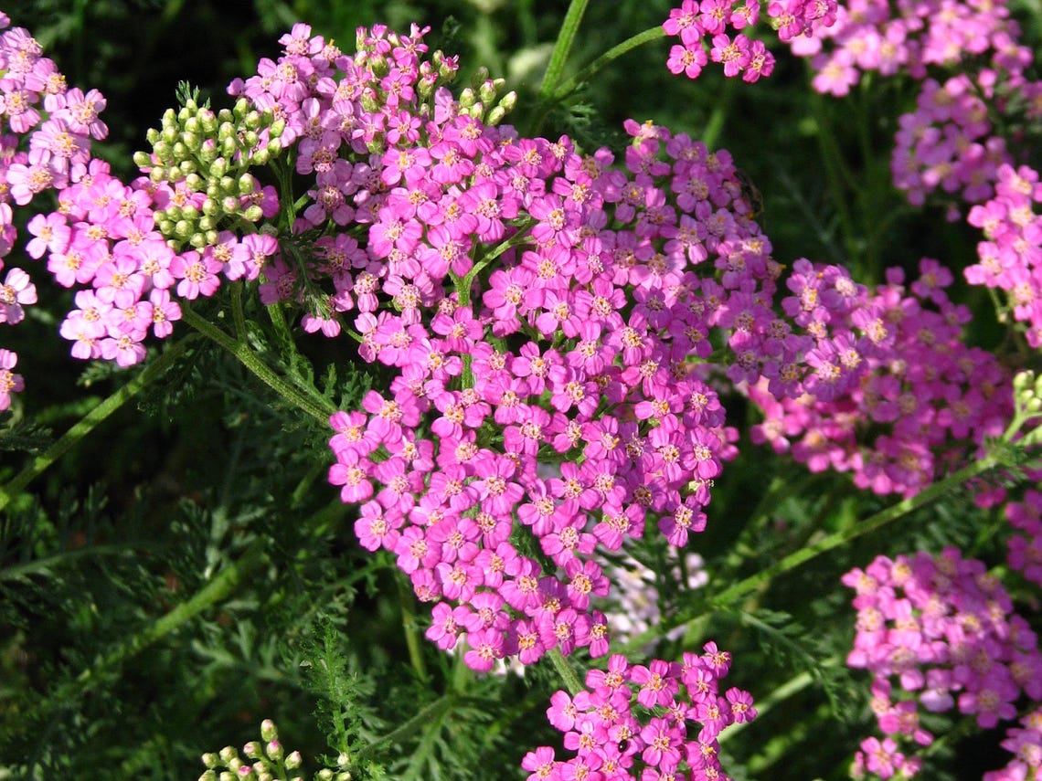 LIGHT PINK YARROW Seeds *free Shipping!* Fresh & Organic Achillea ...