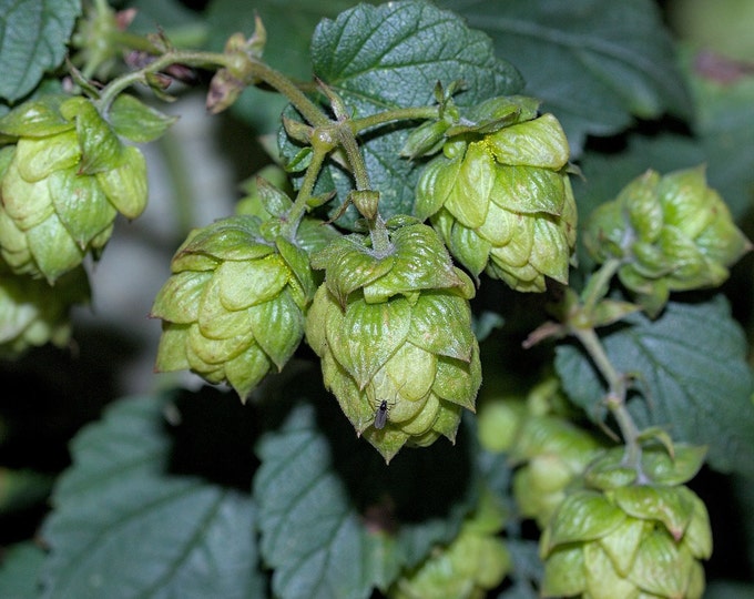 10 COMMON HOPS European Humulus Lupulus Vine Seeds Beer Making ...