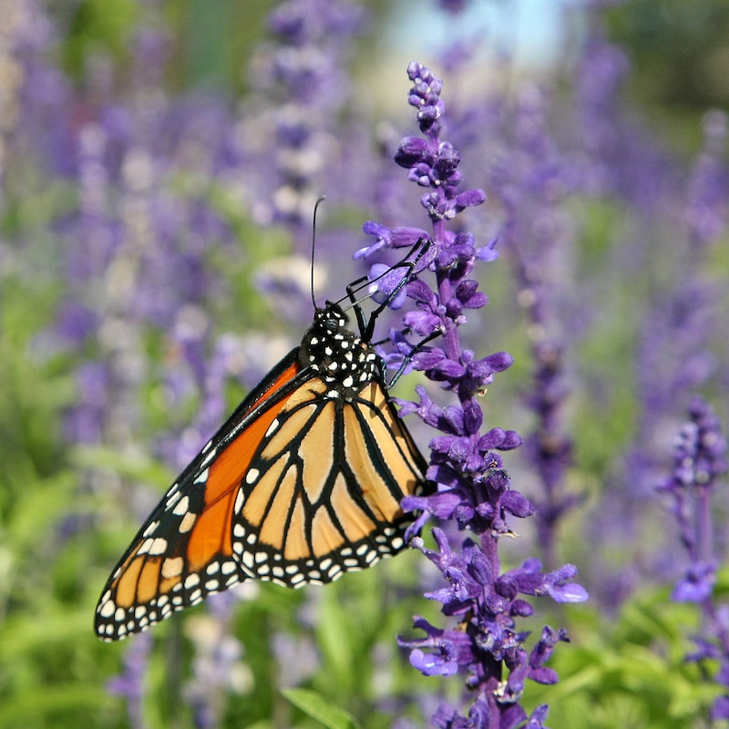 Blue Purple Salvia - Etsy