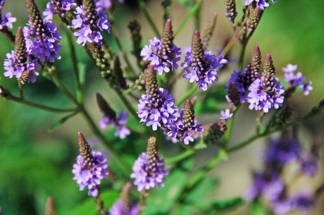 BLUE VERVAIN Seeds *free Shipping!* Fresh & Organic Verbena Hastata ...