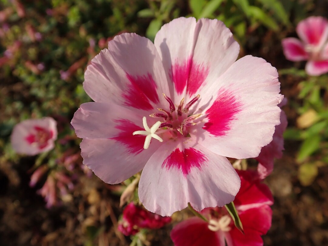 FAREWELL TO SPRING Seeds *free Shipping!* Grace Rose Pink - Fresh ...