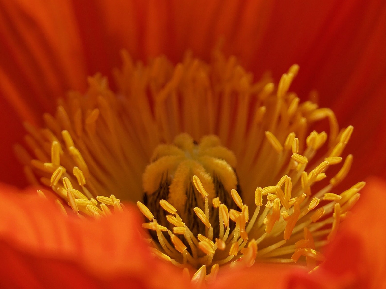 RED ICELAND POPPY Seeds *free Shipping!* Fresh & Organic Papaver ...