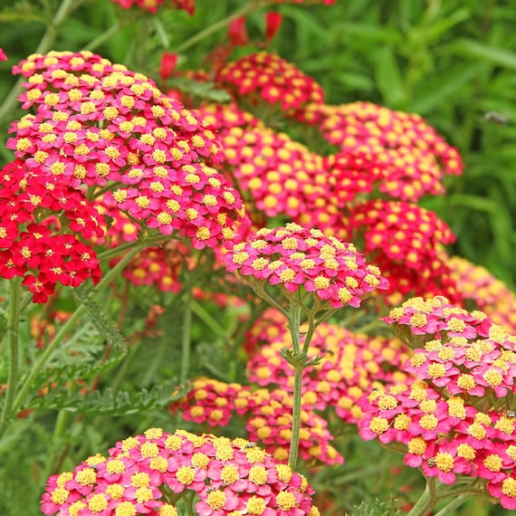 Red Yarrow Plant