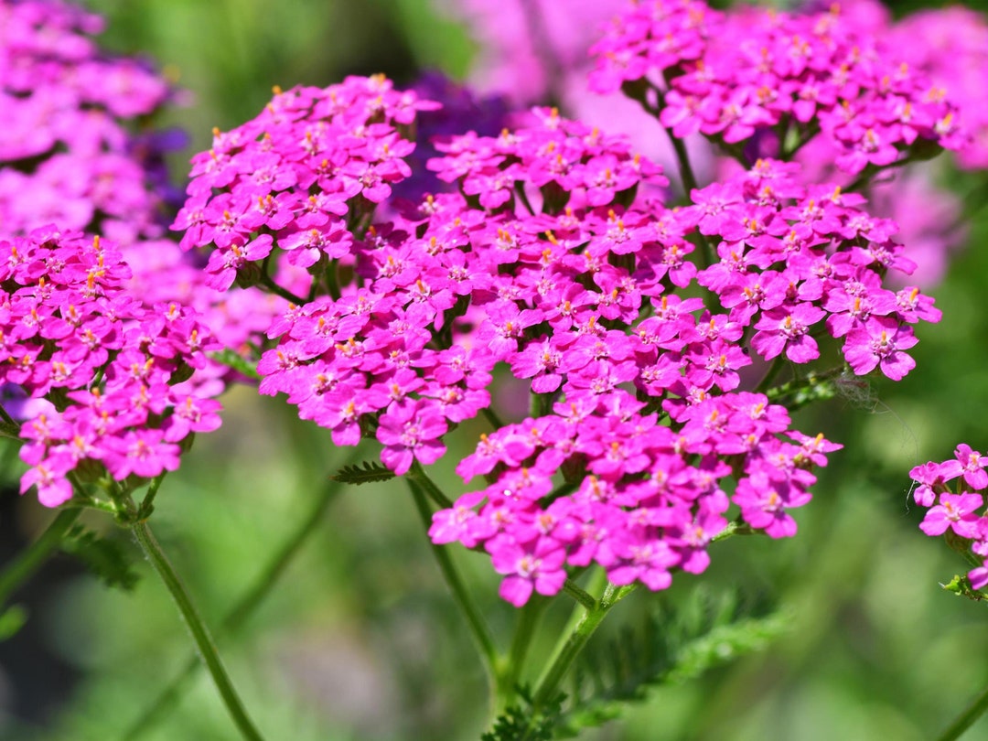 PINK YARROW Seeds *free Shipping!* Fresh & Organic Achillea Millefolium ...