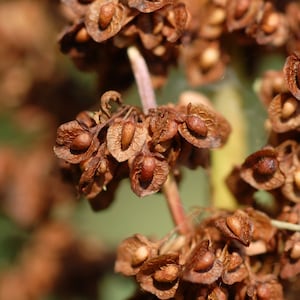 CURLY DOCK Seeds *free Shipping!* Fresh & Organic Rumex Crispus Seeds ...