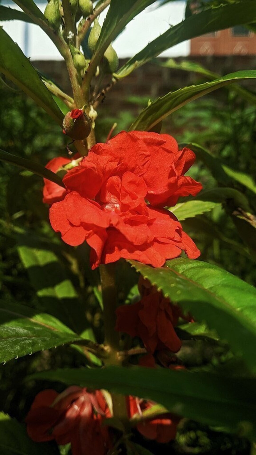RED BALSAM Seeds *free Shipping!* Fresh & Organic Impatiens Balsamina ...