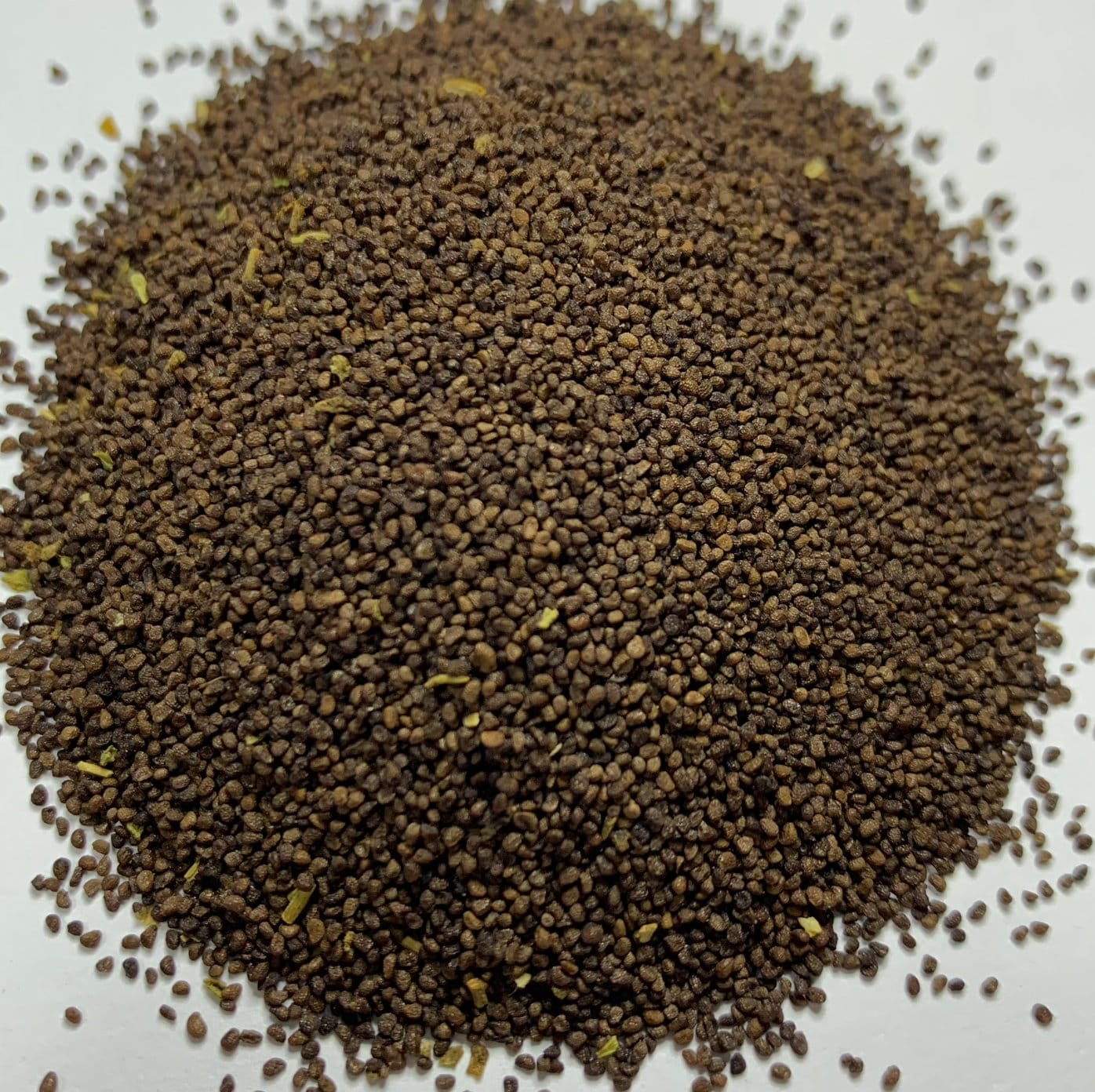 GOLDEN BURLEY Tobacco Seeds *FREE Shipping* Fresh & Organic Nicotiana ...