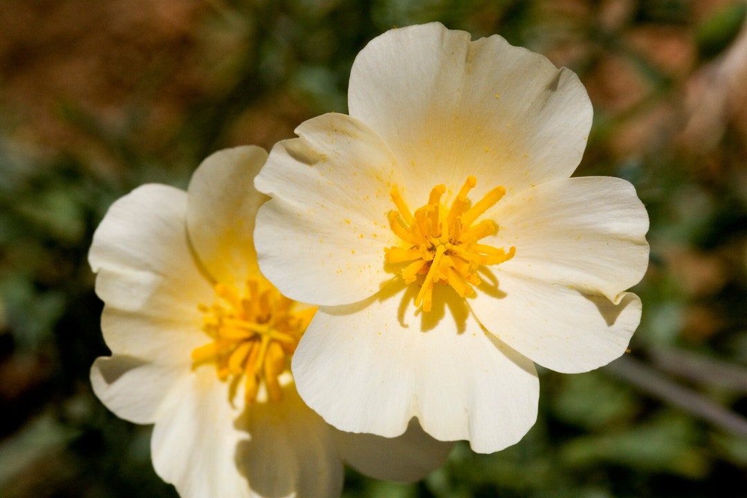 Ivory Castle California Poppy Seeds *FREE Shipping!* Fresh & Organic ...