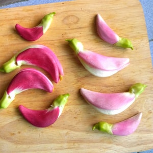 RED HUMMINGBIRD TREE Seeds *free Shipping!* Fresh & Organic Sesbania ...