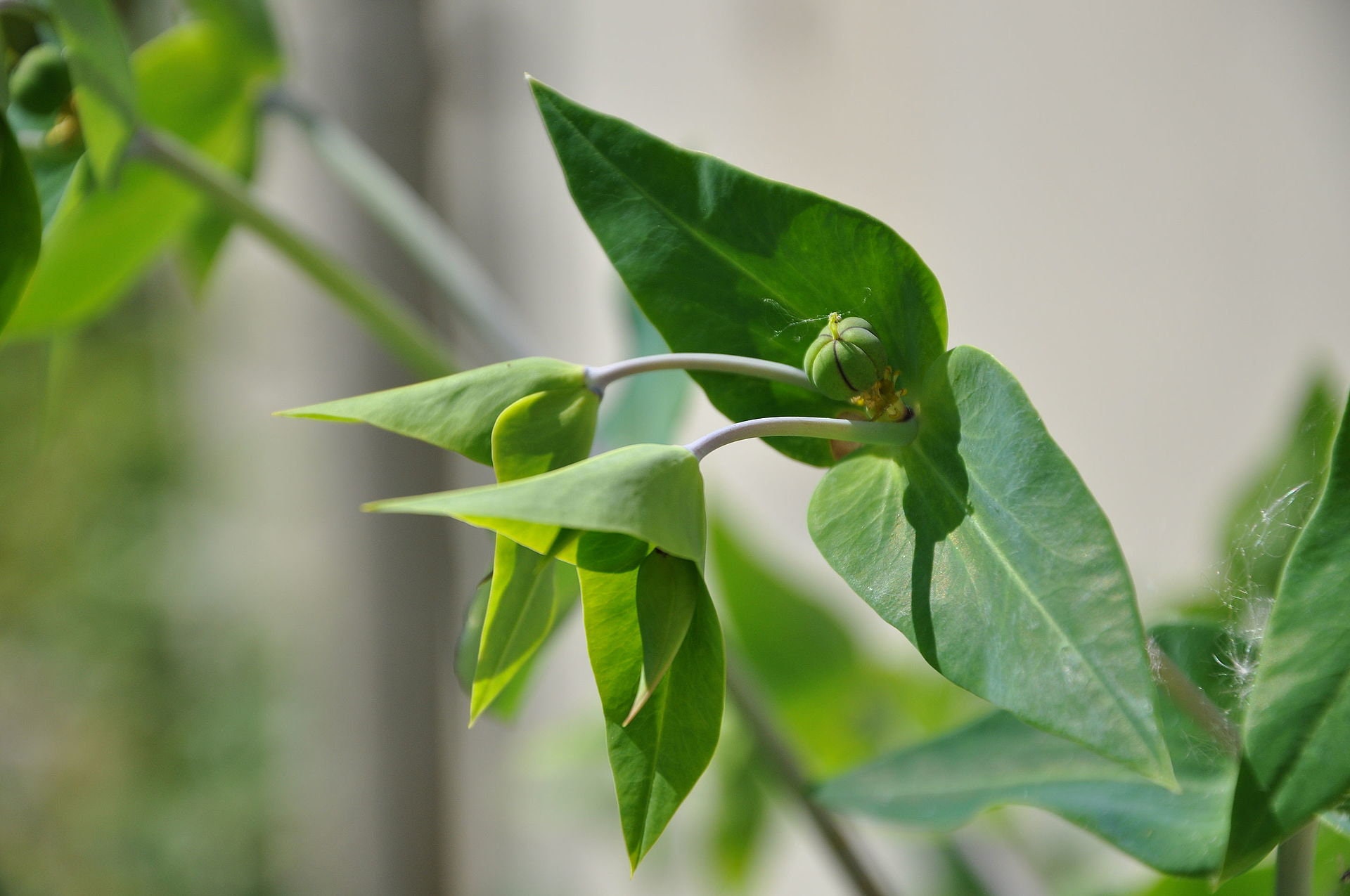 EUPHORBIA LATHYRIS Seeds *FREE Shipping!* Gopher Spurge, Caper Spurge ...