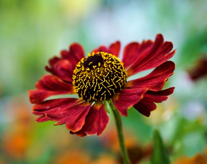 Sneezeweed Autumnale (helenium Autumnale) - 25 Seeds - Etsy