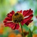 RED SNEEZEWEED Seeds *FREE Shipping!* Fresh & Organic Helenium ...