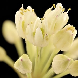 WILD RAMPS Seeds *FREE Shipping!* Fresh & Organic Allium Tricoccum ...